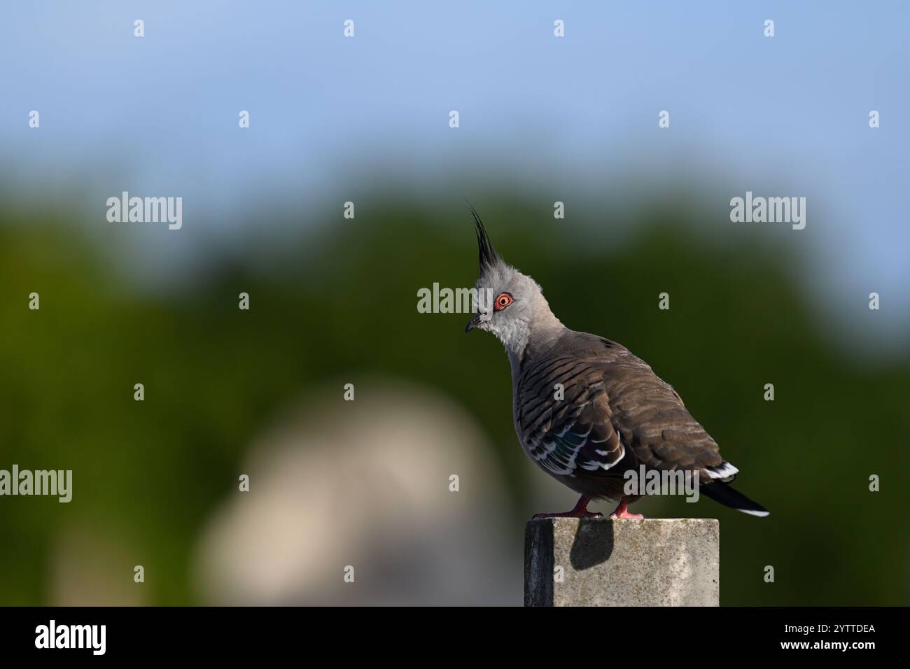 Crested pigeon standing atop a stone structure, its head turned and ...
