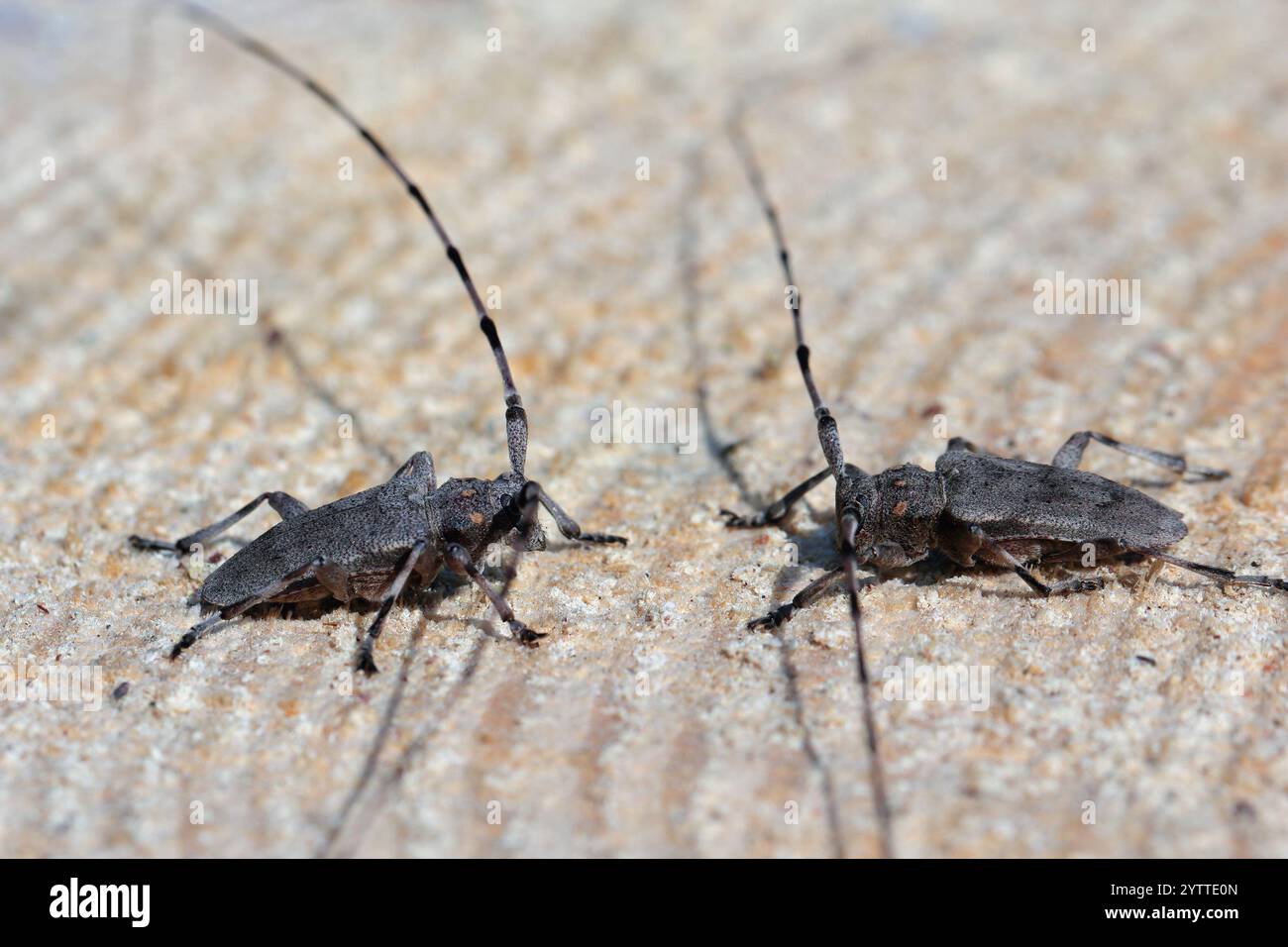 Longhorn beetles, Acanthocinus aedilis. Two males on a pine stump ...