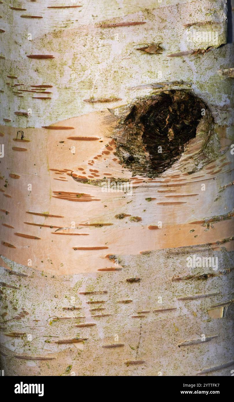 The subtle colours of the Silver Birch bark in detail. A fast growing ...