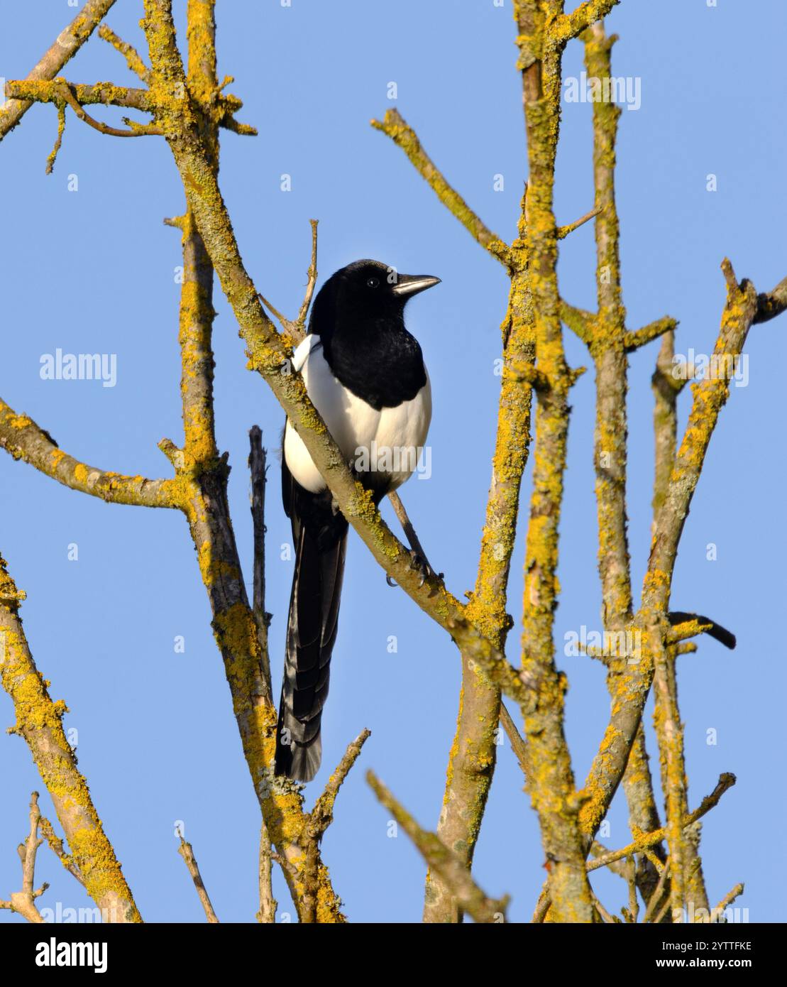 The boldly marked piebald Magpie is a common member of the crow family ...