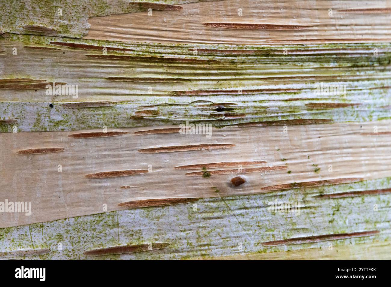 The subtle colours of the Silver Birch bark in detail. A fast growing ...