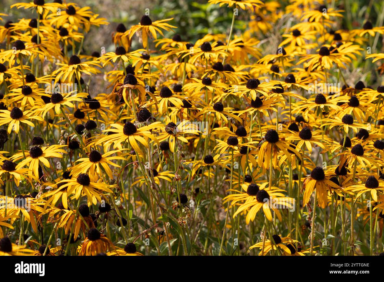 Coneflower colours hi-res stock photography and images - Alamy