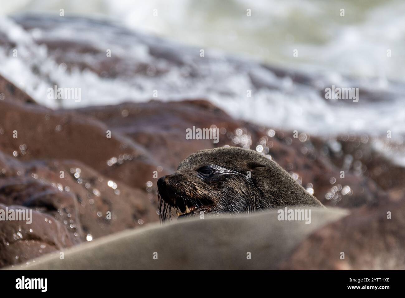 Telephoto portrait of a seal in the Cape Cross seal colony on the ...