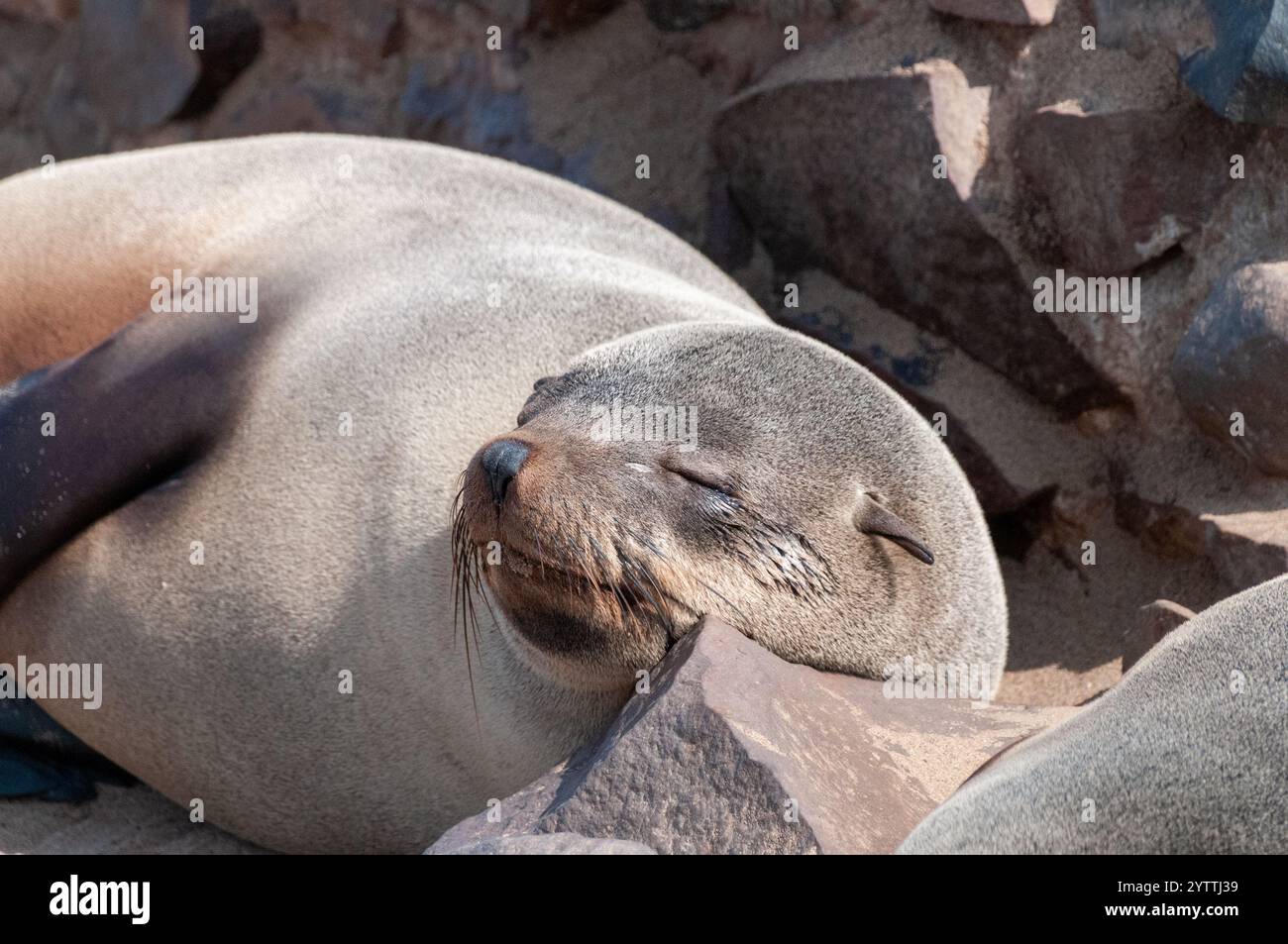 Telephoto portrait of a seal in the Cape Cross seal colony on the ...