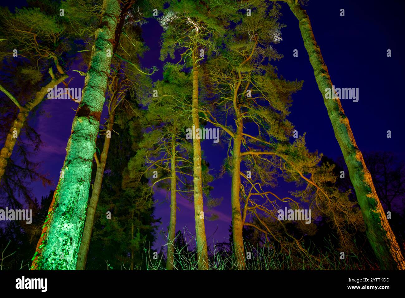 Illuminated tall pine trees against a deep blue nighttime sky creating ...