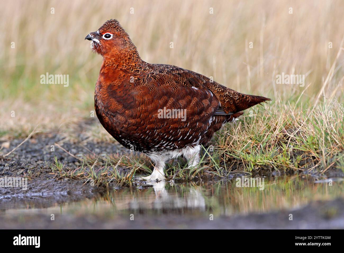 Scotland grouse moor hi-res stock photography and images - Alamy