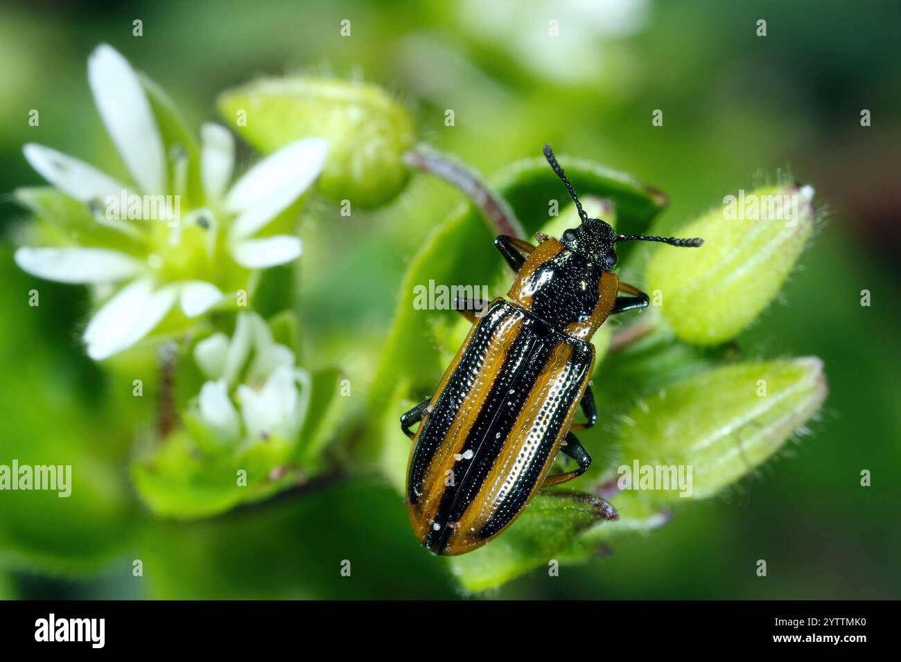 Beetle Prasocuris phellandrii, parasite, Larvae free on the leaves ...