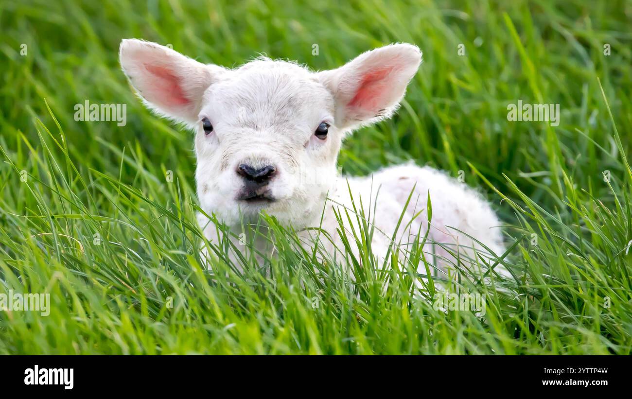 Young New Born Spring Lamb Stock Photo - Alamy