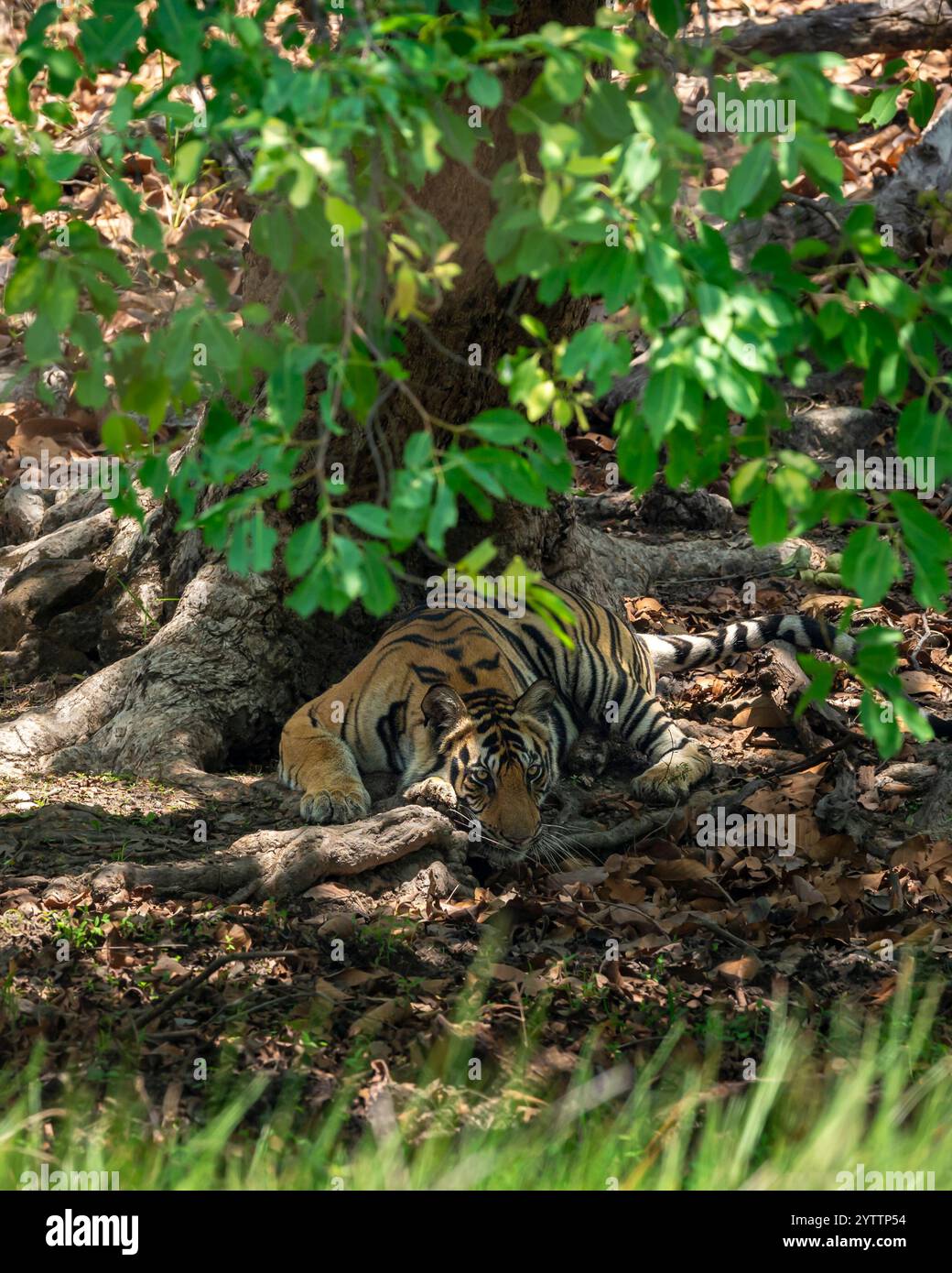 Sanjay dubri tiger reserve hi-res stock photography and images - Alamy