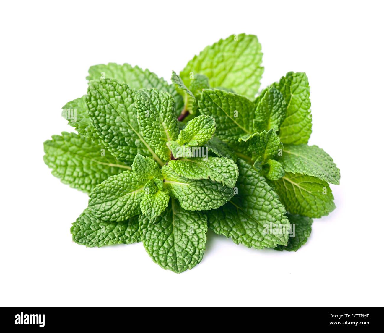 Fresh mint leaves on white backgrounds. Fragrant herbs on white ...