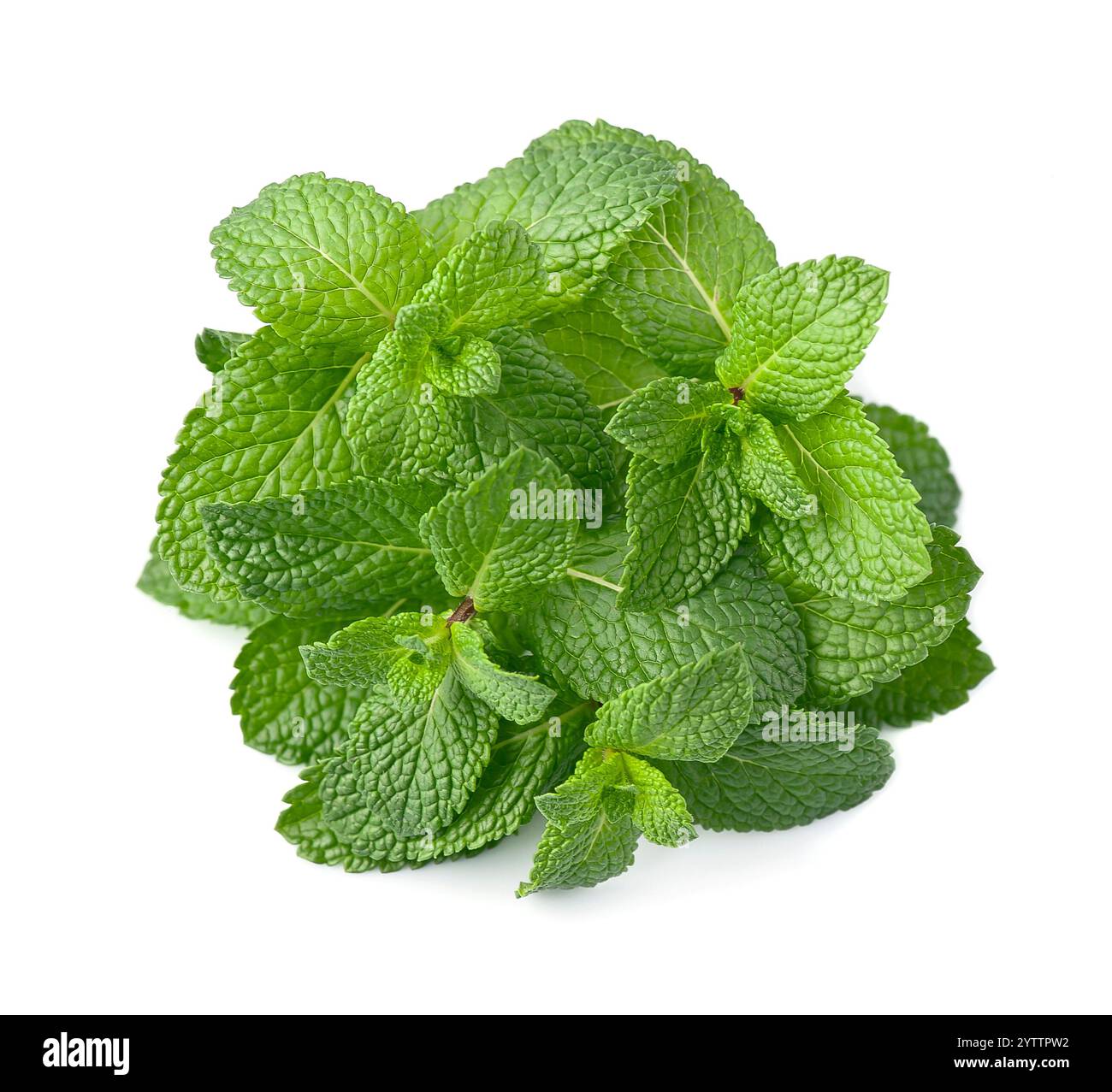 Fresh mint leaves on white backgrounds. Fragrant herbs on white ...