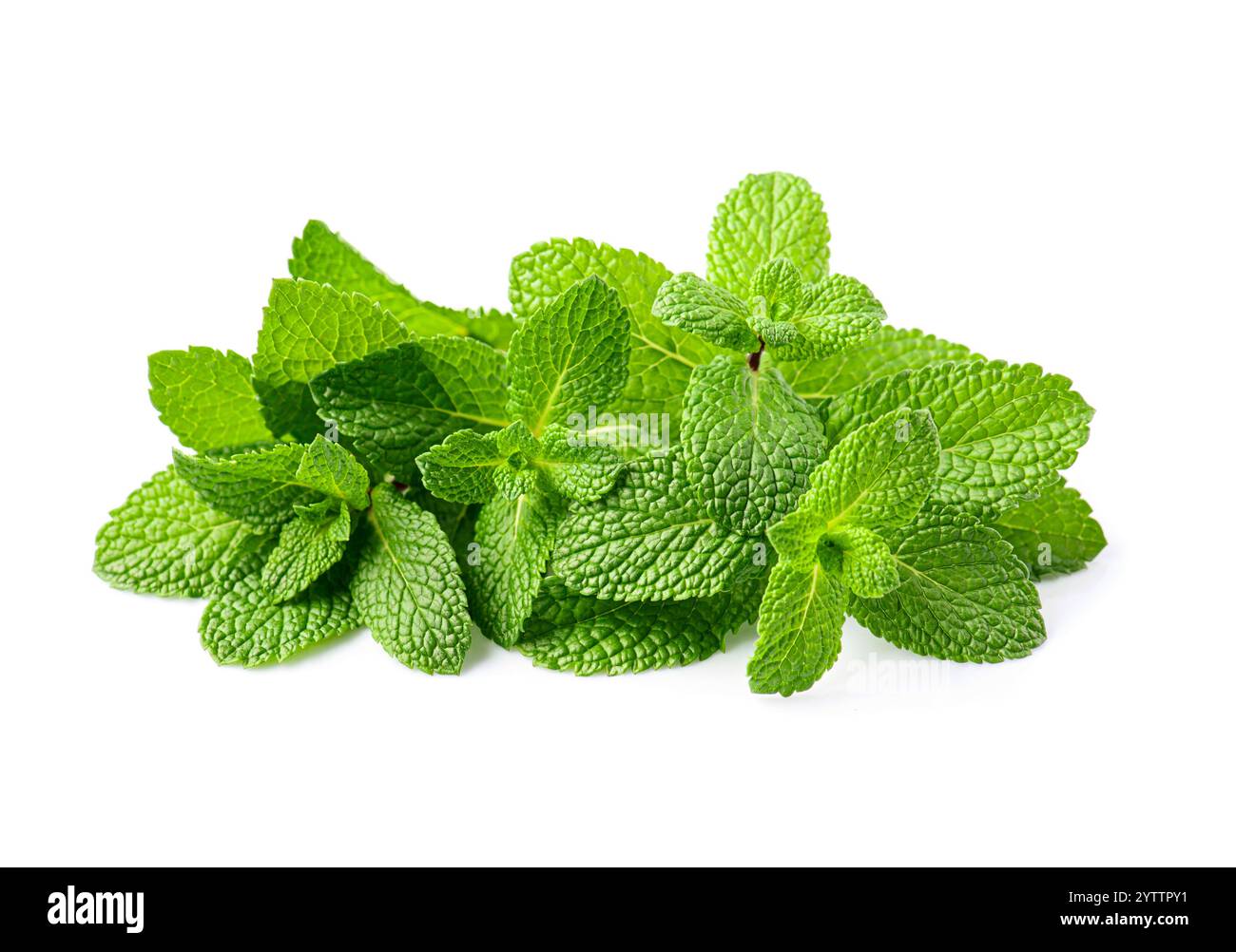 Fresh mint leaves on white backgrounds Stock Photo - Alamy