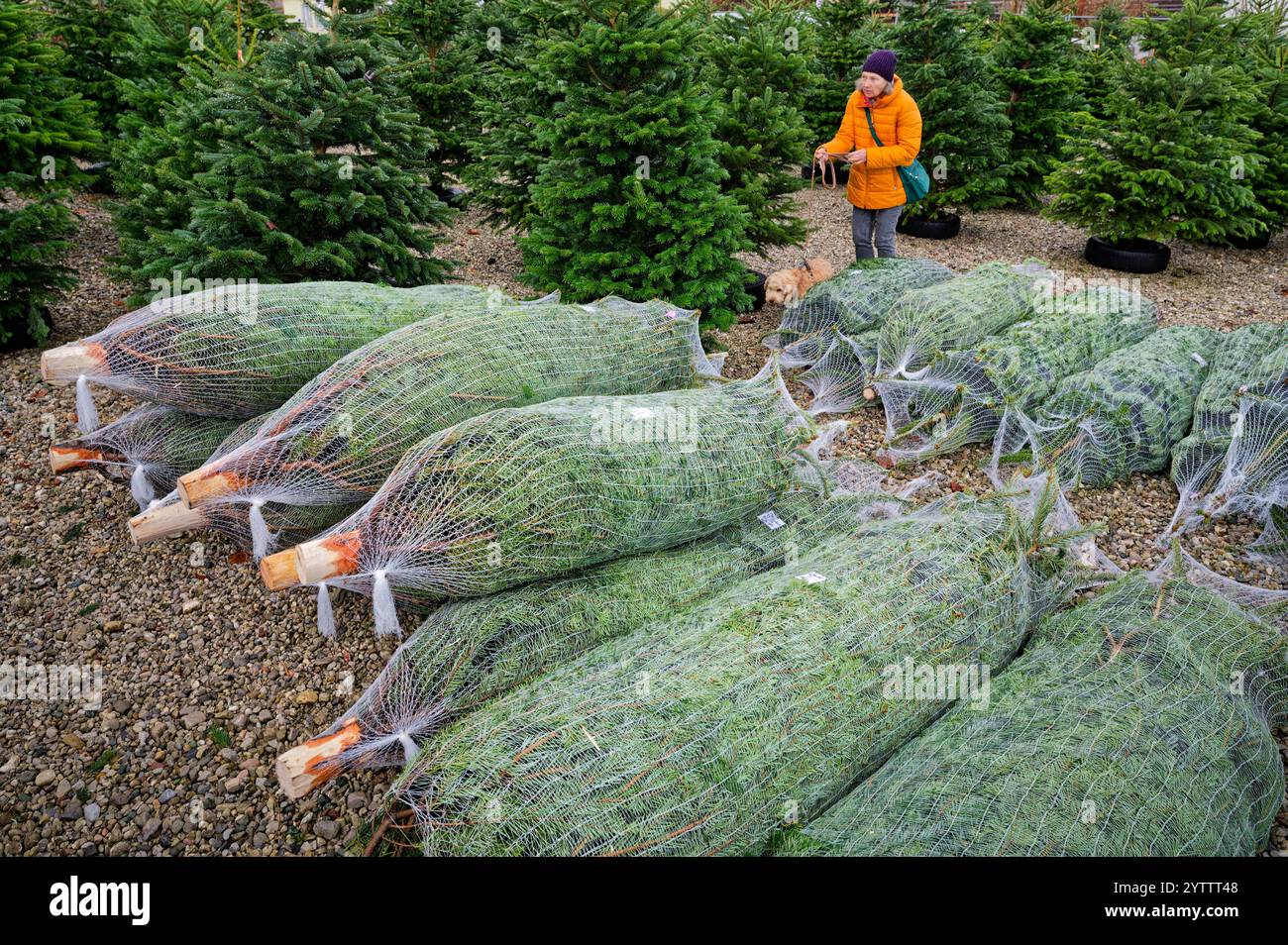 Die Qual der Wahl. Frau und Hund auf der Suche nach dem schönsten ...