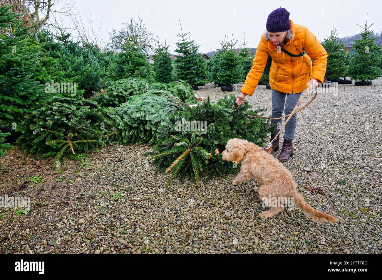 Die Qual der Wahl. Frau und Hund auf der Suche nach dem schönsten ...