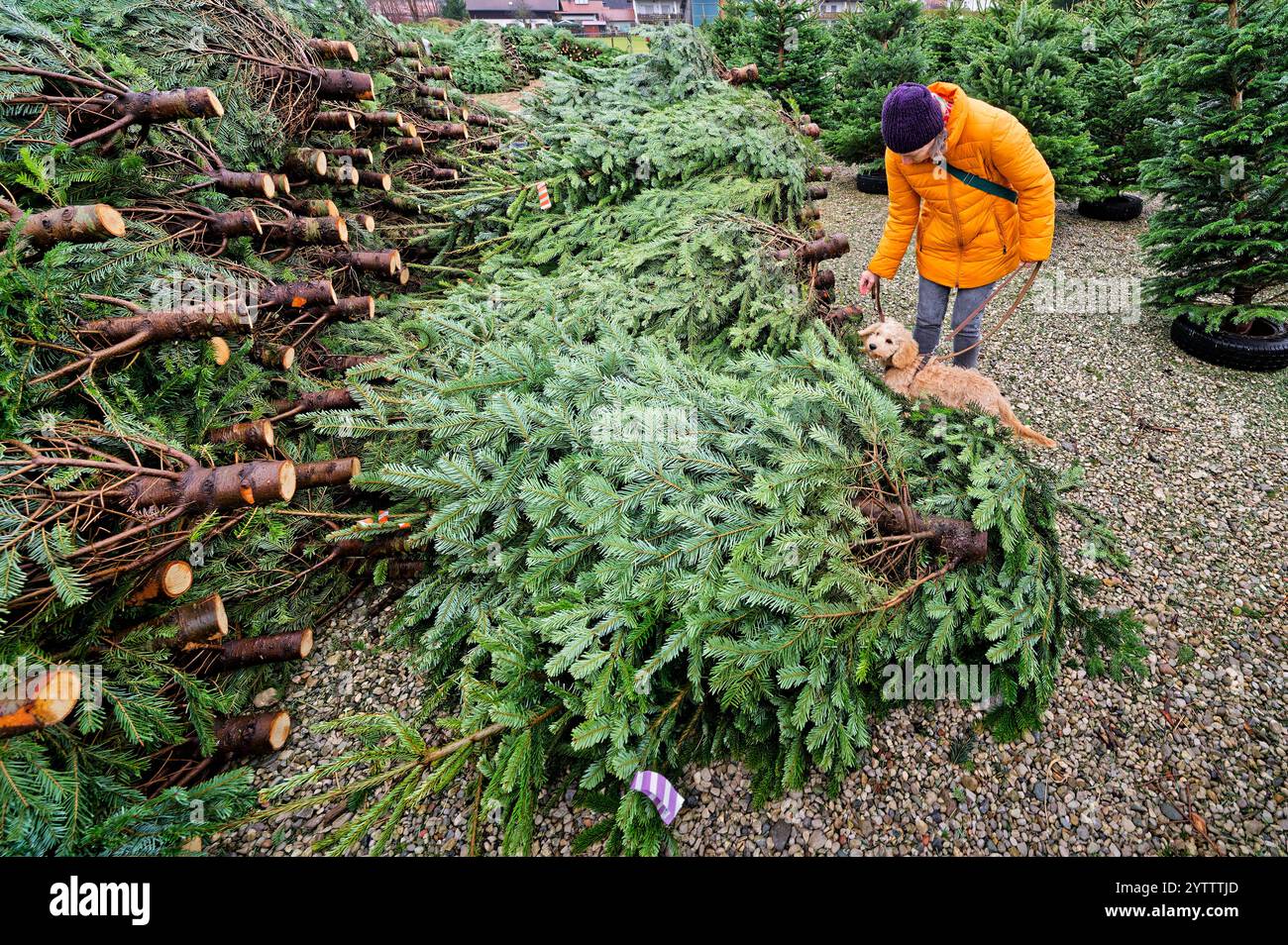 Die Qual der Wahl. Frau und Hund auf der Suche nach dem schönsten ...