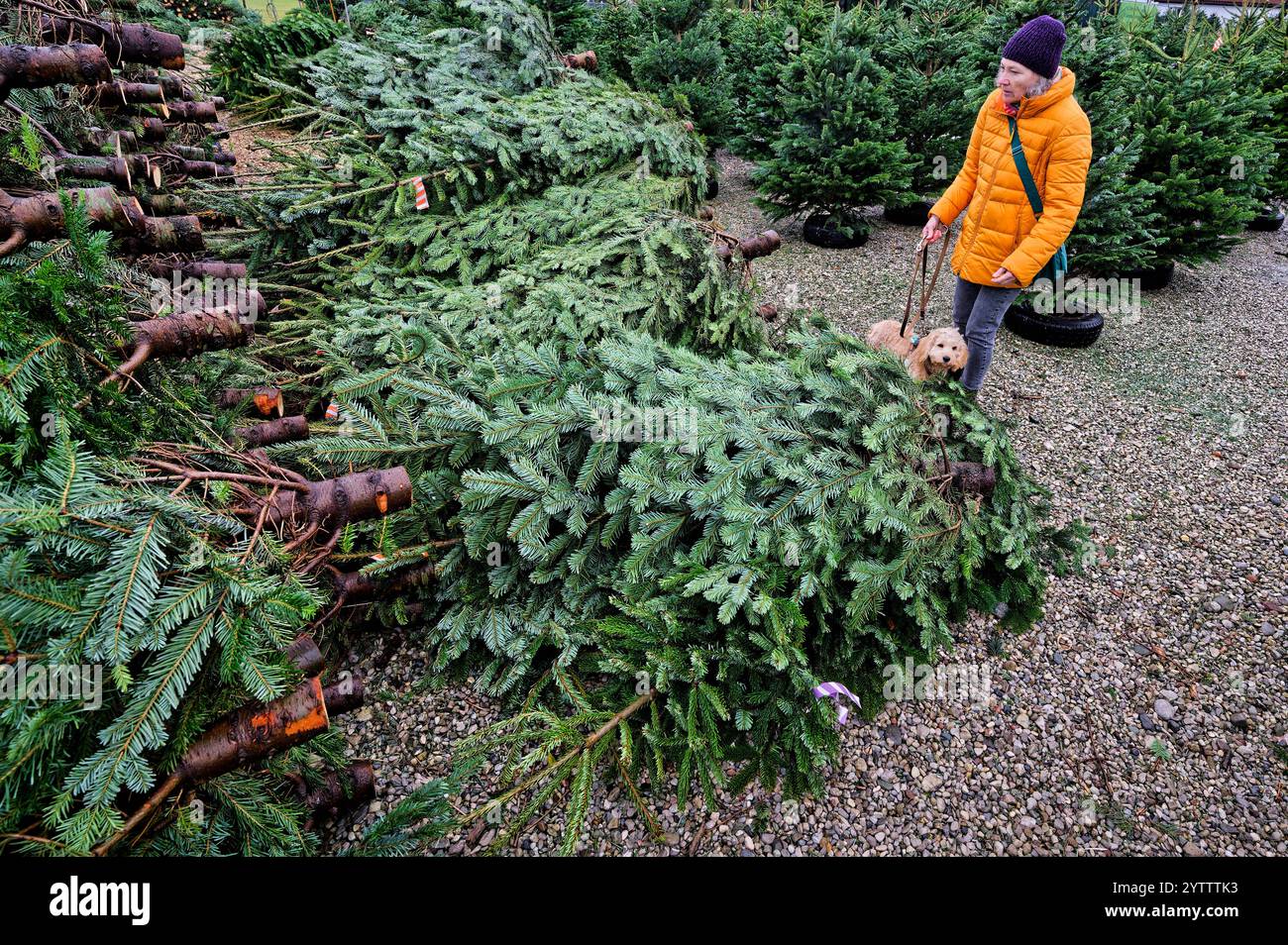 Die Qual der Wahl. Frau und Hund auf der Suche nach dem schönsten ...