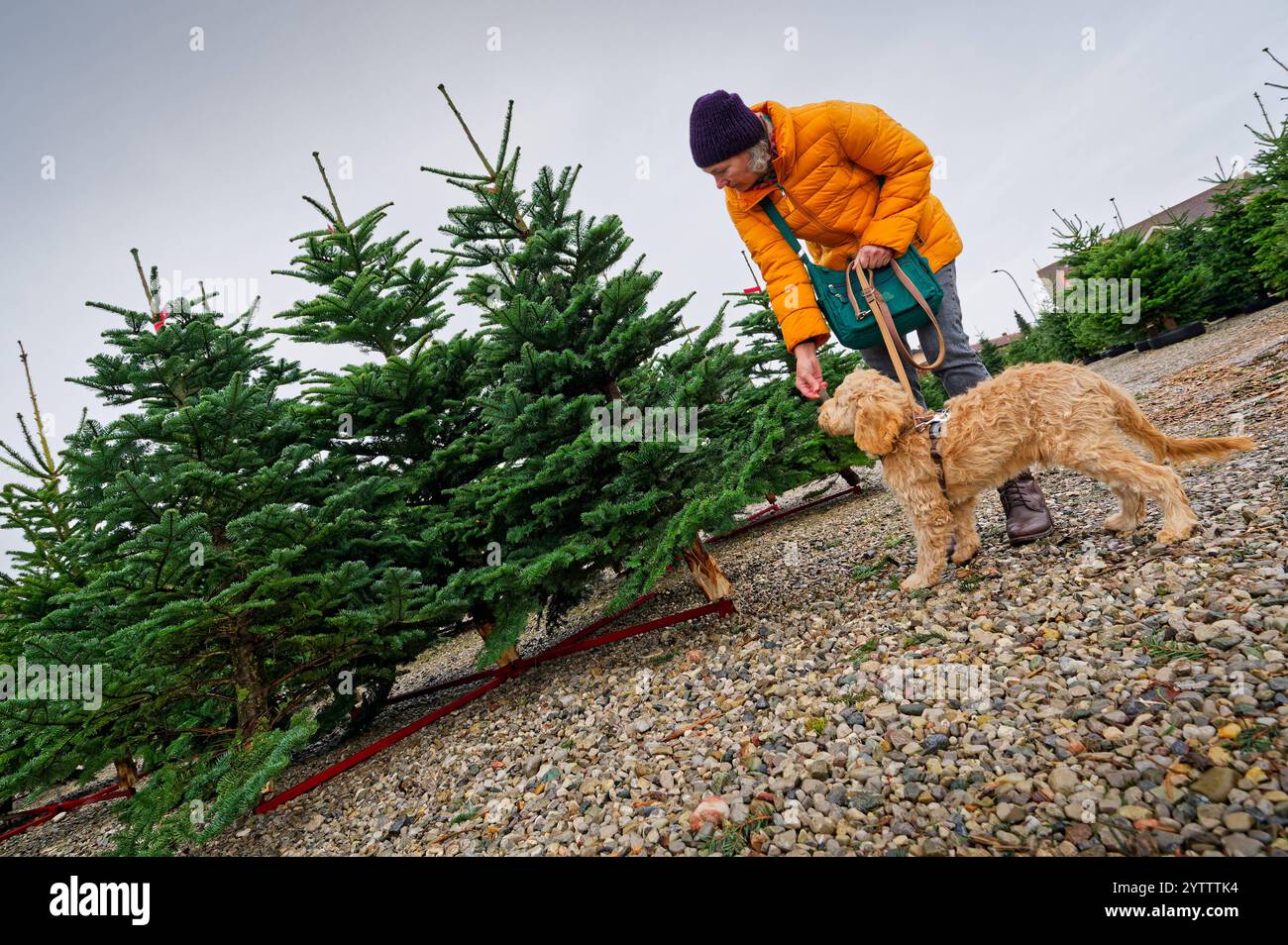 Die Qual der Wahl. Frau und Hund auf der Suche nach dem schönsten ...