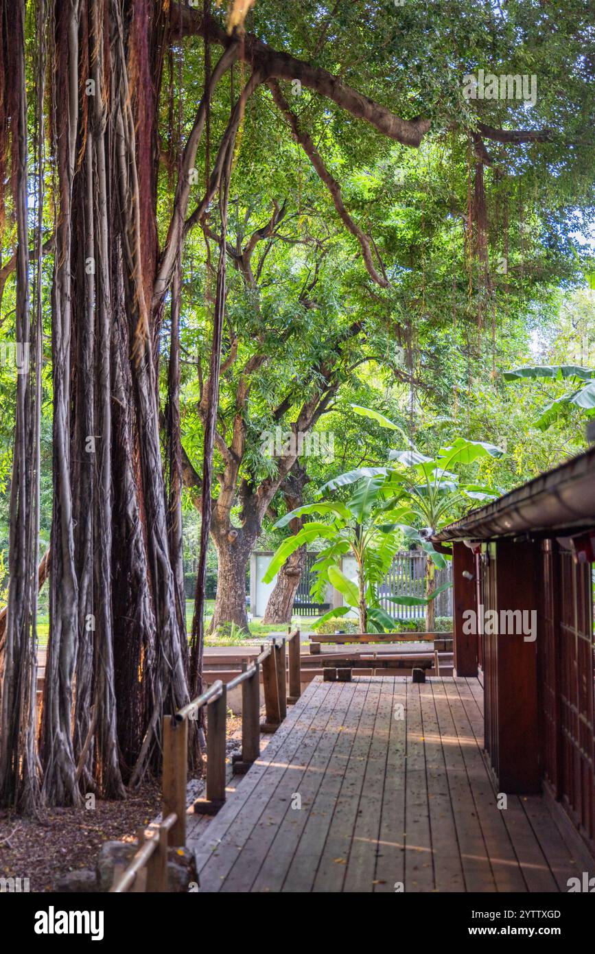 Banyan tree at Taichung Literature Museum, Taichung, Taiwan Stock Photo ...