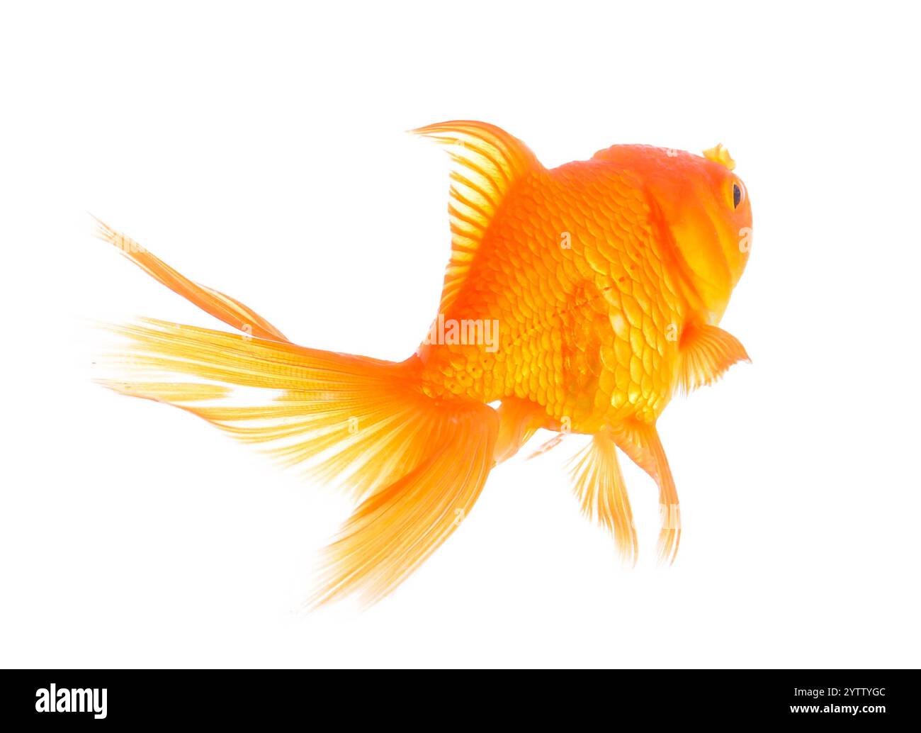 goldfish isolated on white background Stock Photo - Alamy