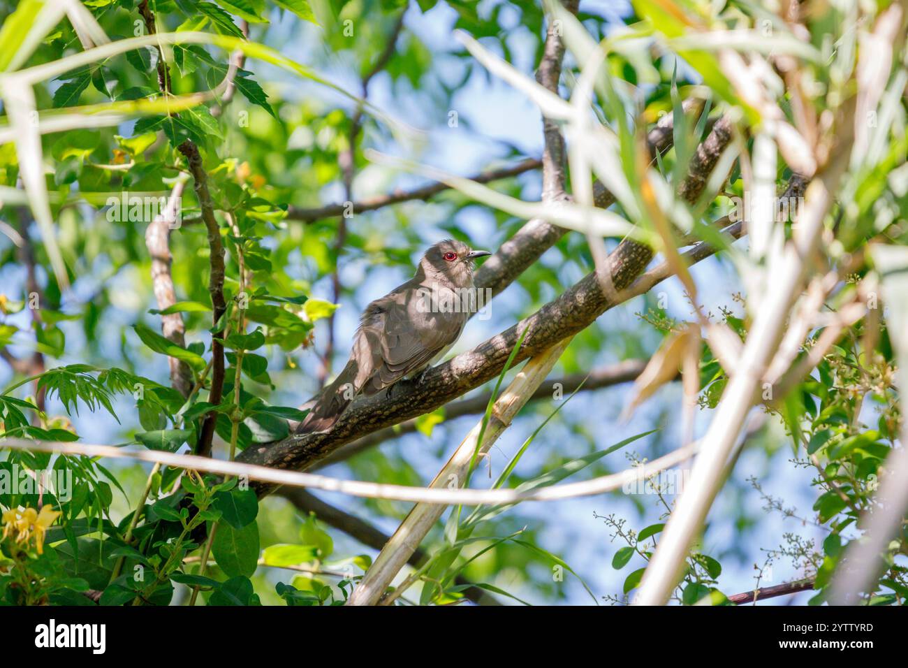 Ash coloured Cuckoo (Coccycua cinerea) perched between the branches of ...