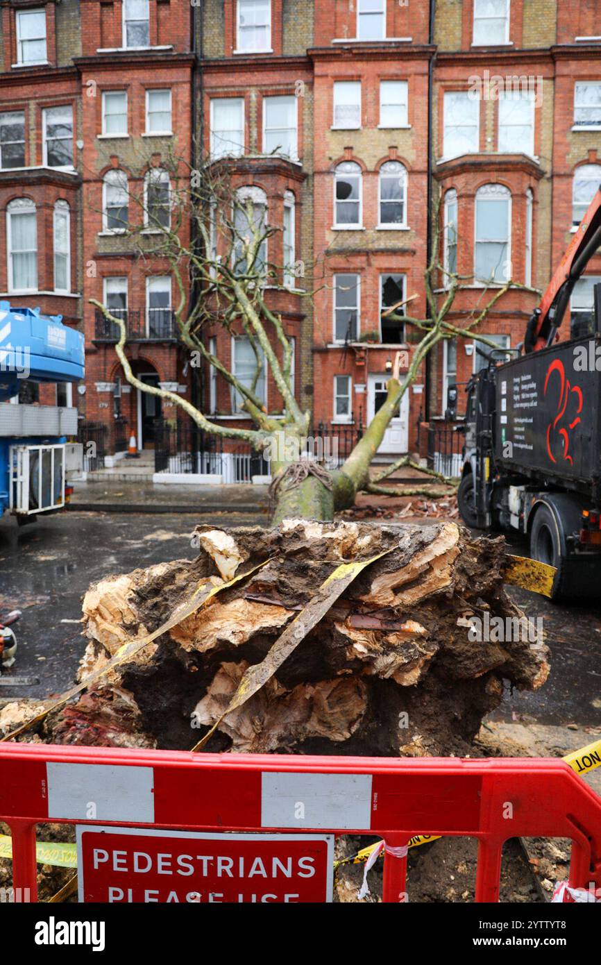 London, UK, 8th December 2024.A fallen tree which has hit an opposite ...