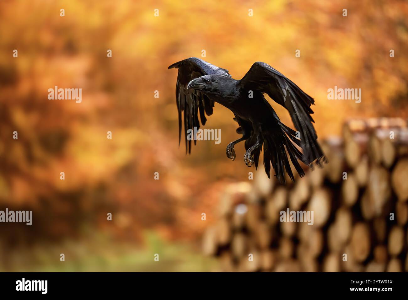 A raven flies over an autumn forest Stock Photo - Alamy