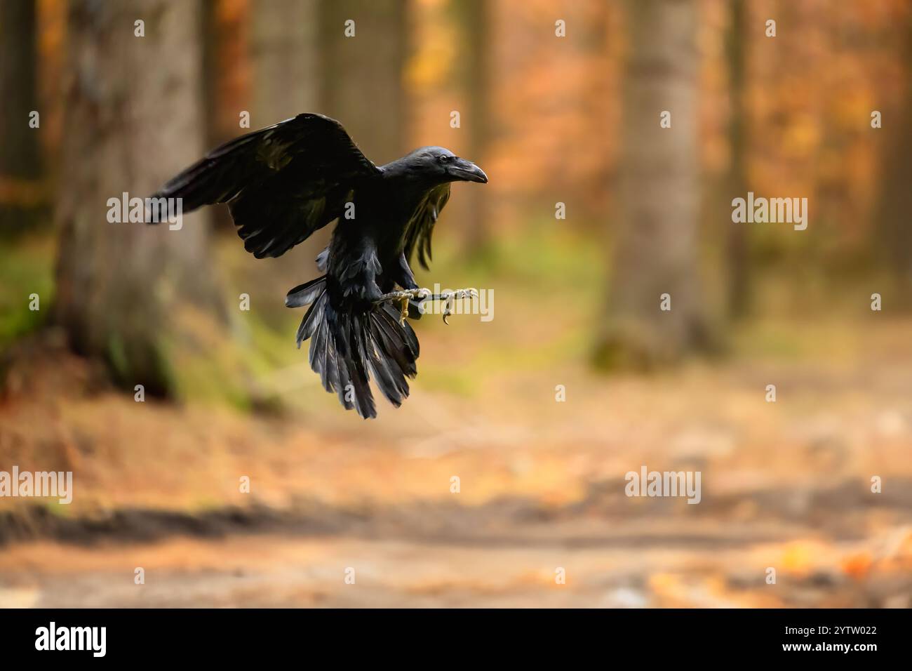 Ravenhabitat hi-res stock photography and images - Alamy