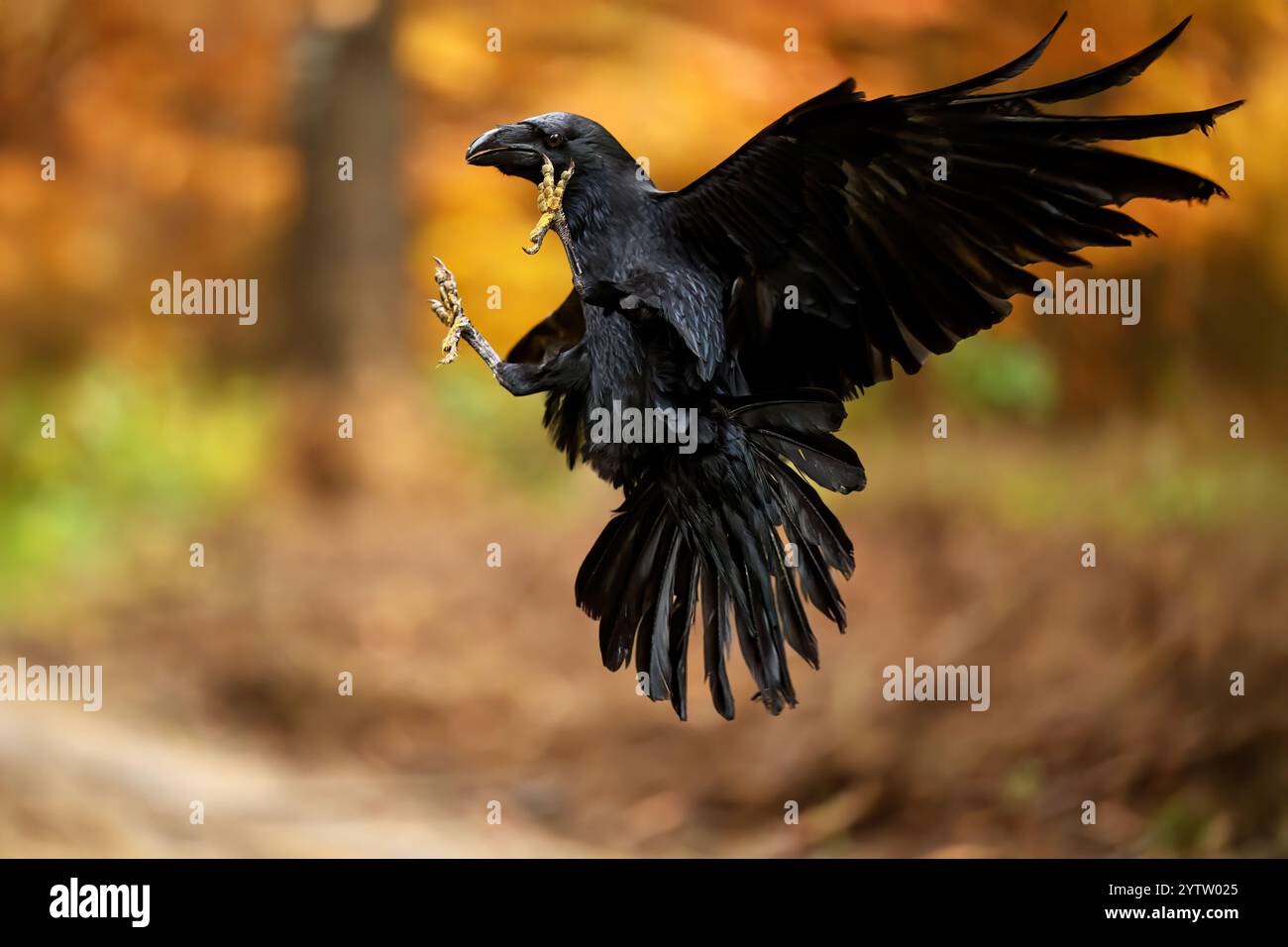 Ravenhabitat hi-res stock photography and images - Alamy
