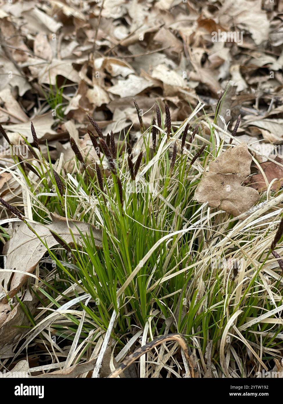 Pennsylvania sedge (Carex pensylvanica Stock Photo - Alamy