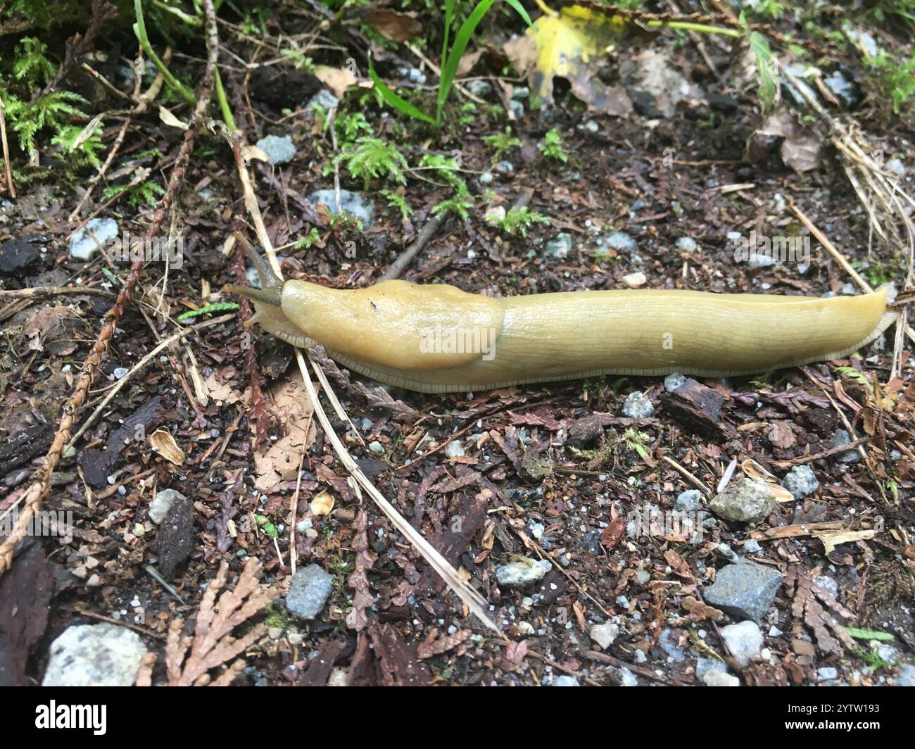 Pacific Banana Slug (Ariolimax columbianus Stock Photo - Alamy