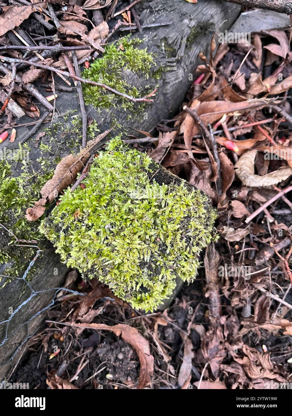 Rough-stalked Feather-moss (Brachythecium rutabulum Stock Photo - Alamy