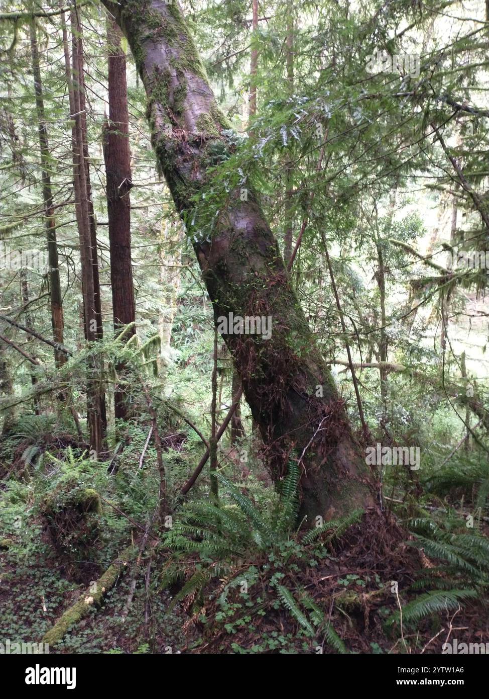 Red Alder (Alnus rubra Stock Photo - Alamy