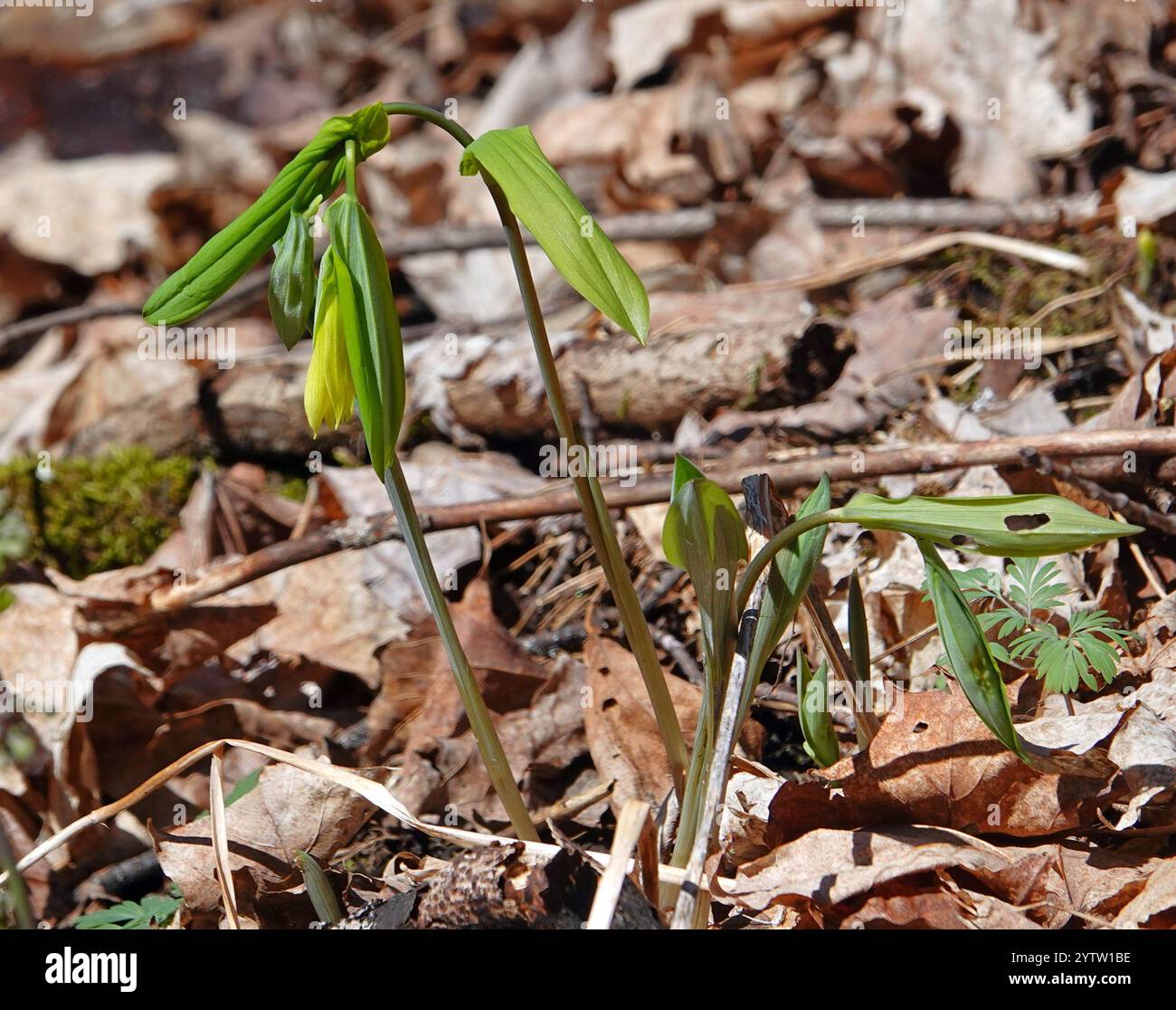 largeflower bellwort (Uvularia grandiflora Stock Photo - Alamy