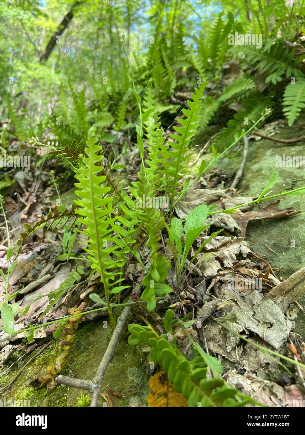 rock polypody (Polypodium virginianum Stock Photo - Alamy