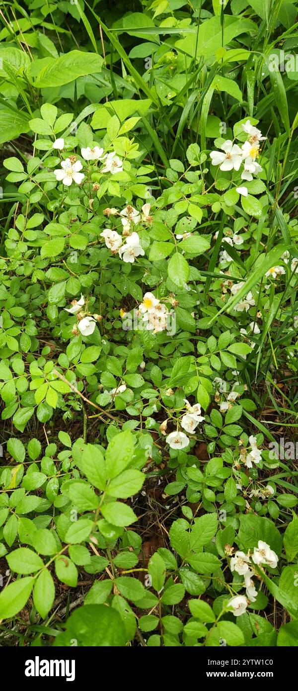 multiflora rose (Rosa multiflora Stock Photo - Alamy