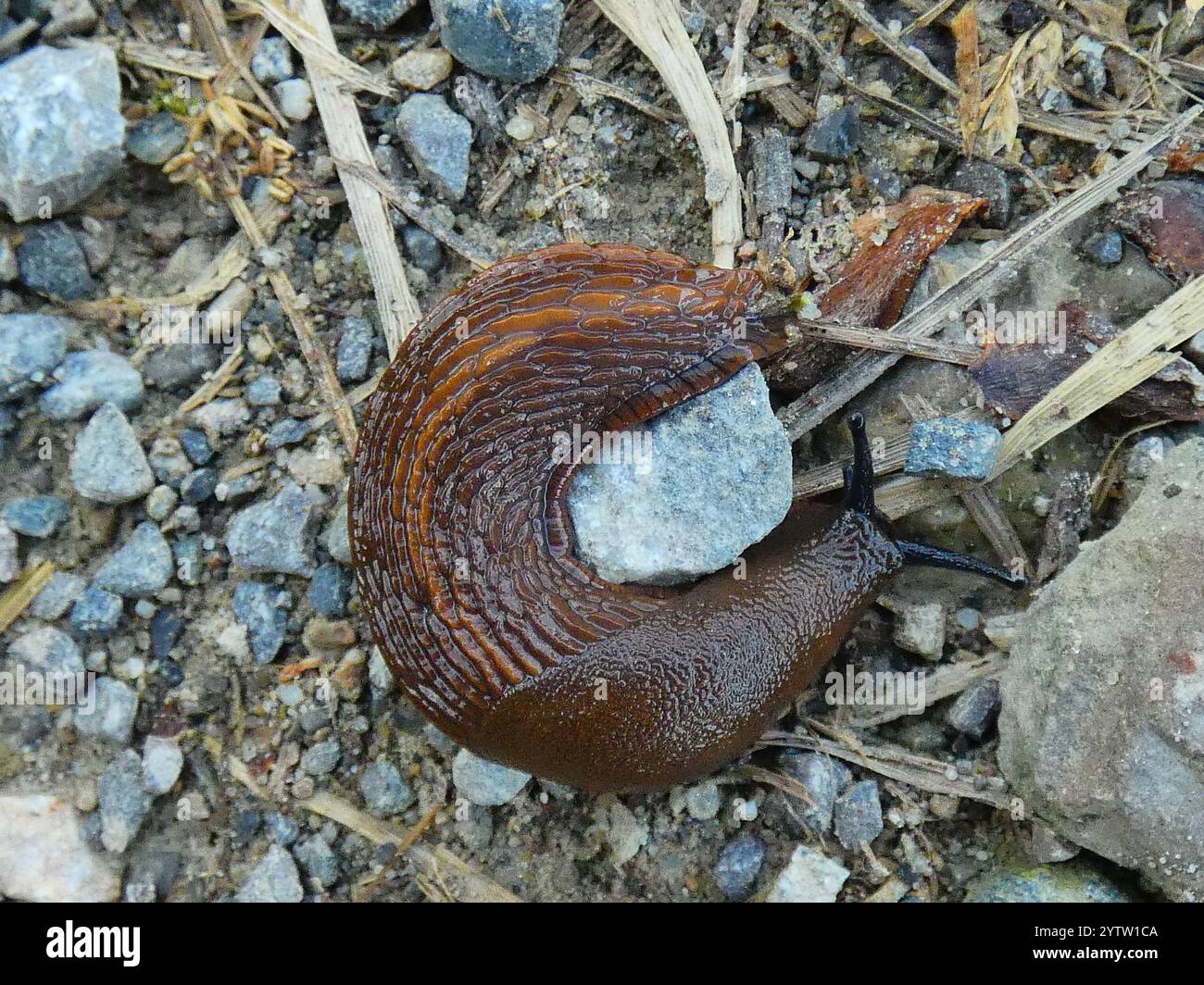 Spanish Slug (Arion vulgaris Stock Photo - Alamy