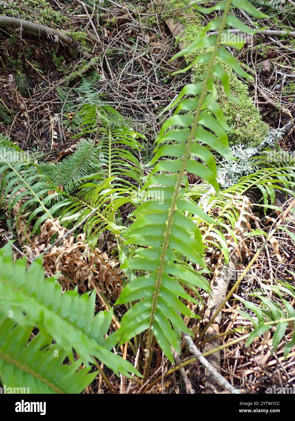 western sword fern (Polystichum munitum Stock Photo - Alamy