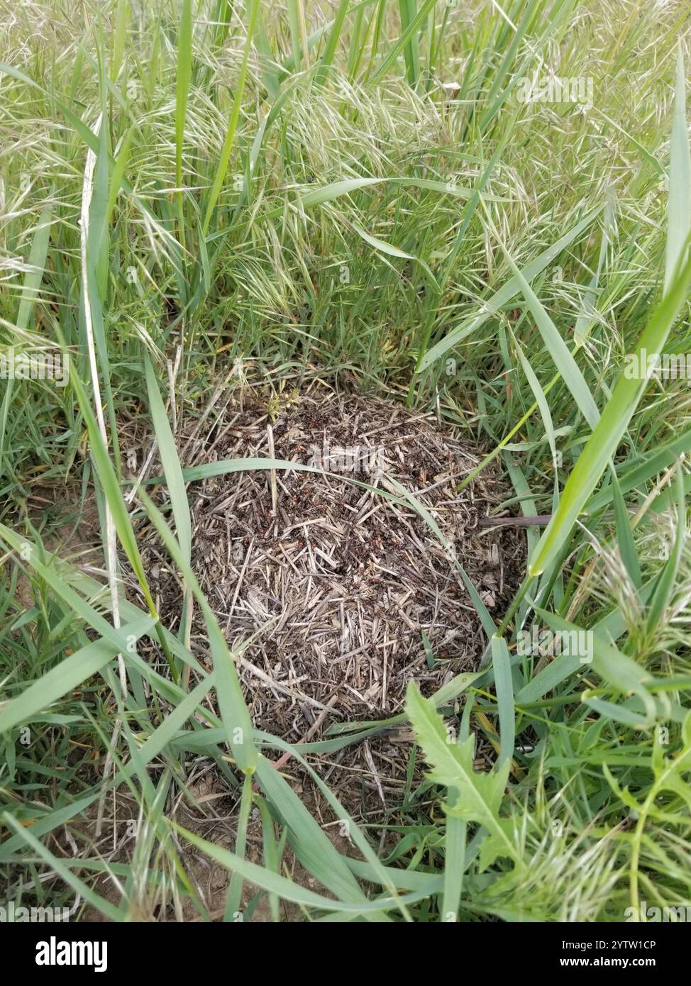 Western Thatching Ant (Formica obscuripes Stock Photo - Alamy
