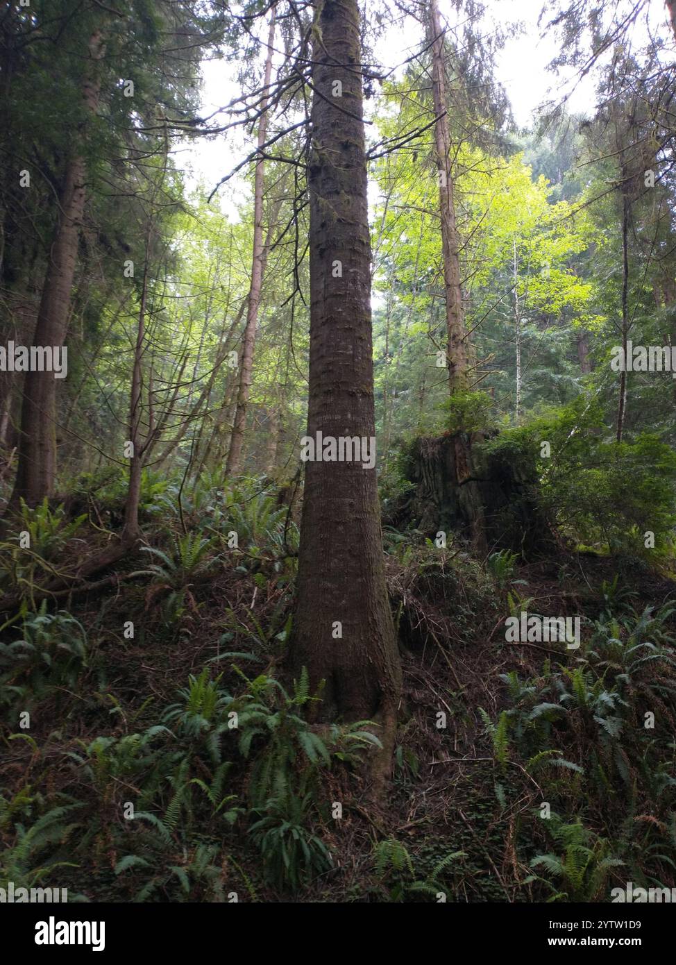 western sword fern (Polystichum munitum Stock Photo - Alamy