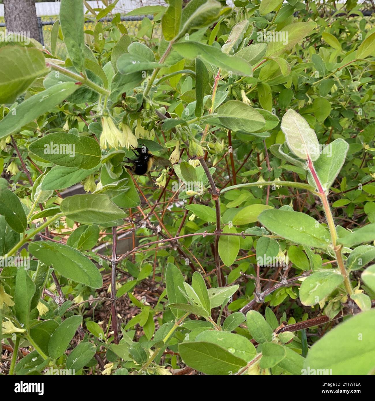 Perplexing Bumble Bee (Bombus perplexus Stock Photo - Alamy