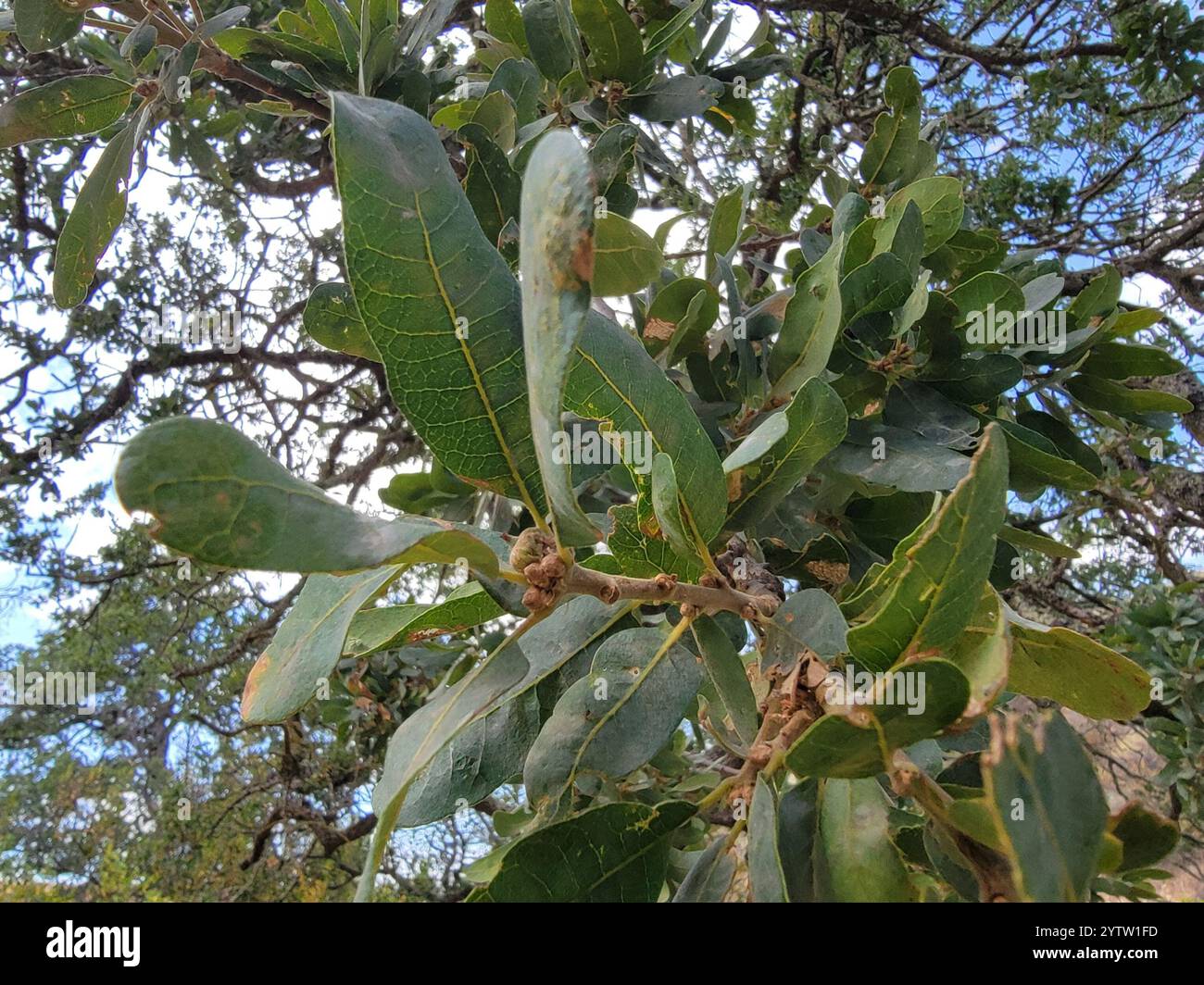 blue oak (Quercus douglasii Stock Photo - Alamy