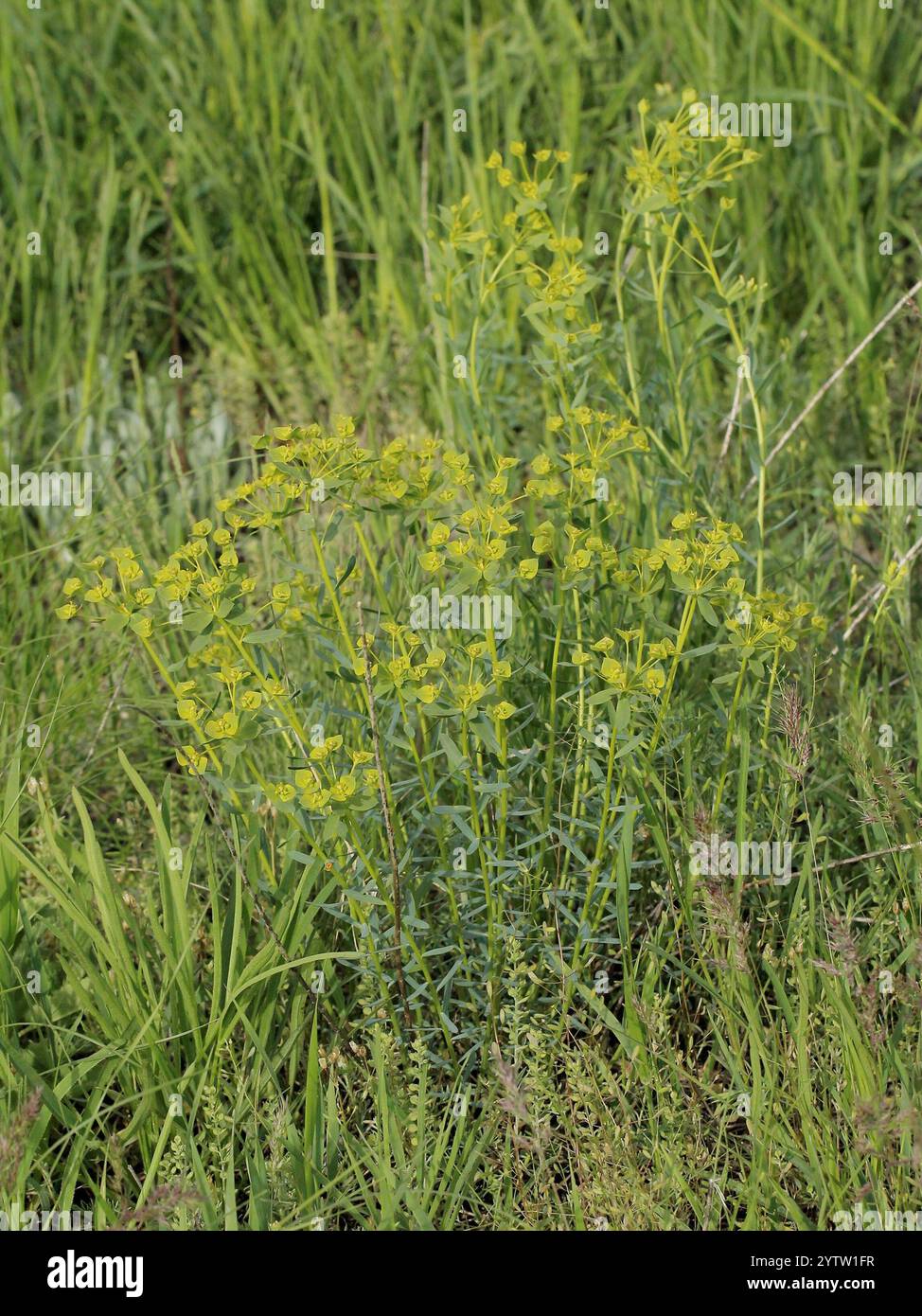 steppe spurge (Euphorbia seguieriana Stock Photo - Alamy