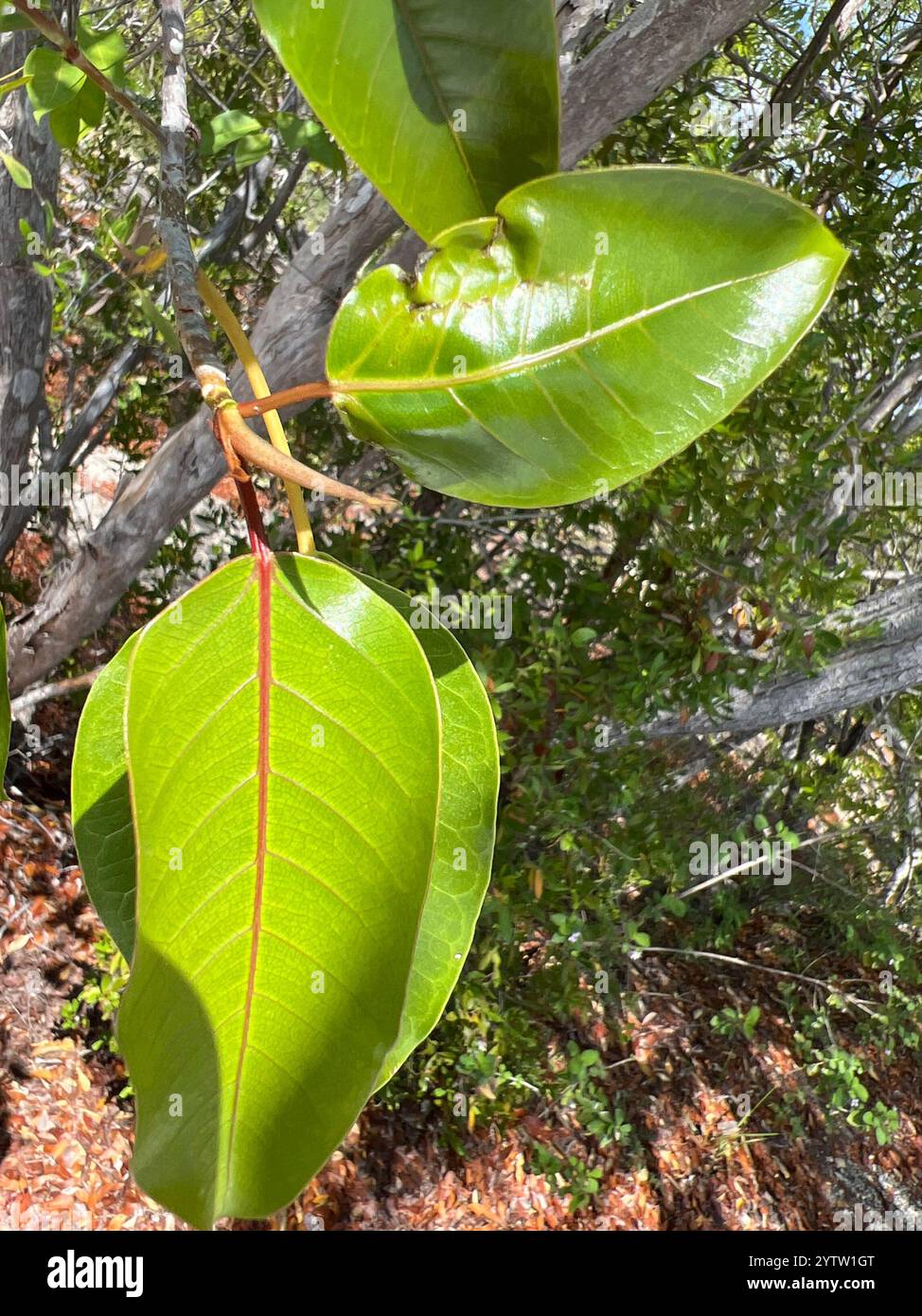 Shortleaf Fig (Ficus citrifolia Stock Photo - Alamy