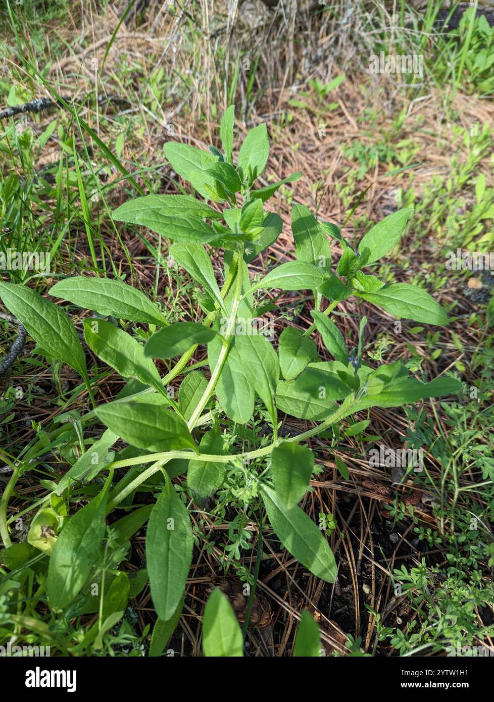 Asperugo procumbens hi-res stock photography and images - Alamy