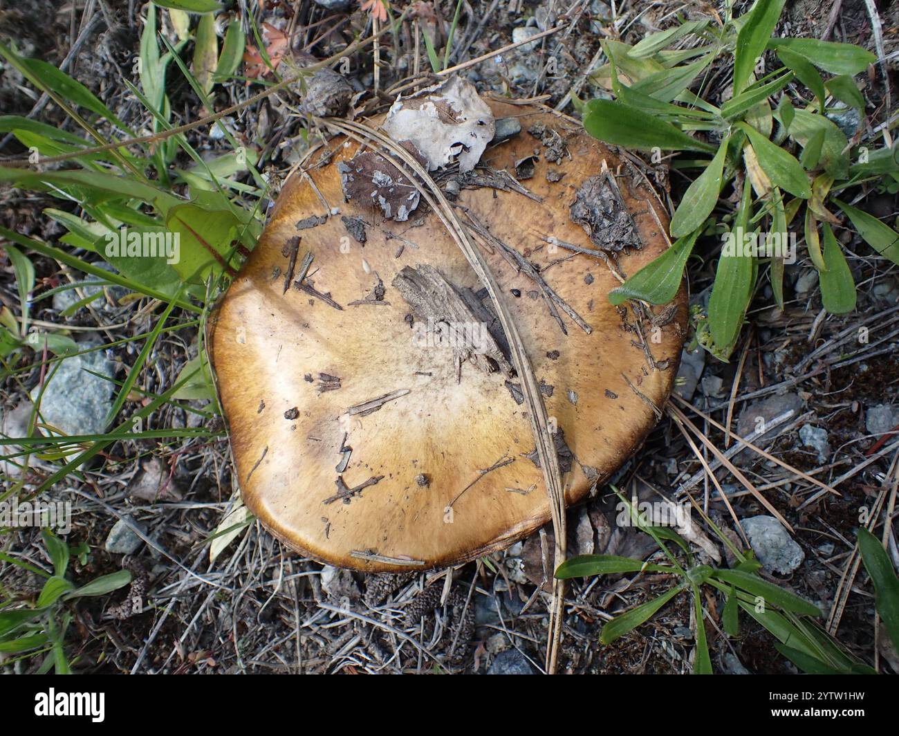 Slippery Jacks (Suillus Stock Photo - Alamy