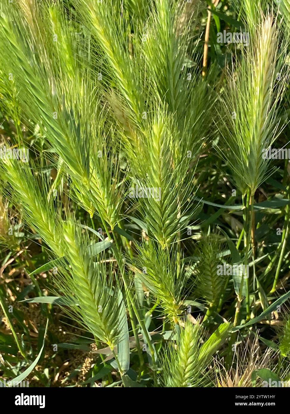 wall barley (Hordeum murinum Stock Photo - Alamy