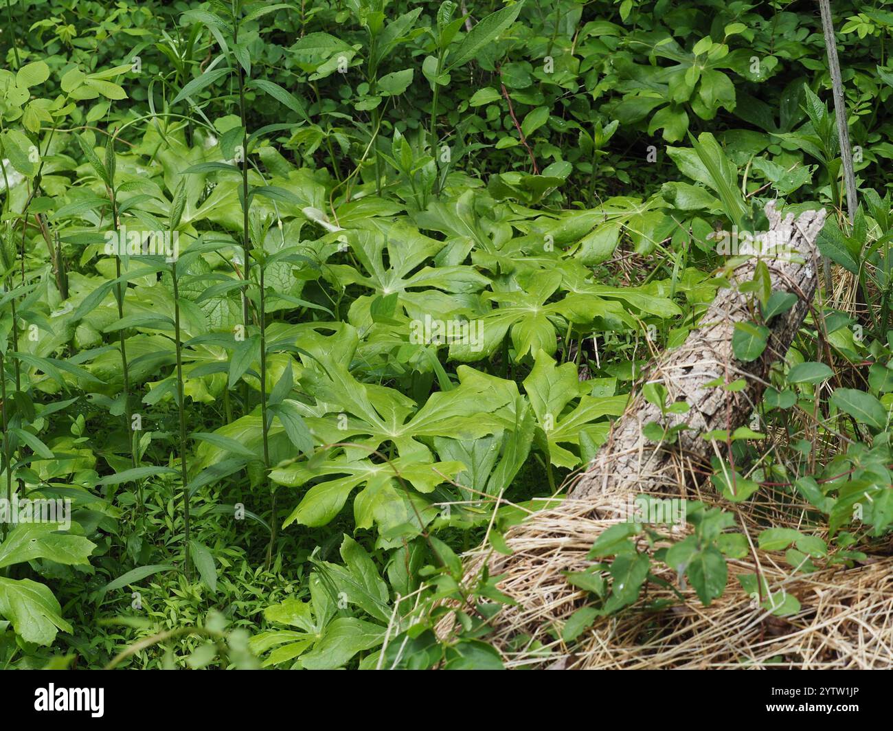 mayapple (Podophyllum peltatum Stock Photo - Alamy