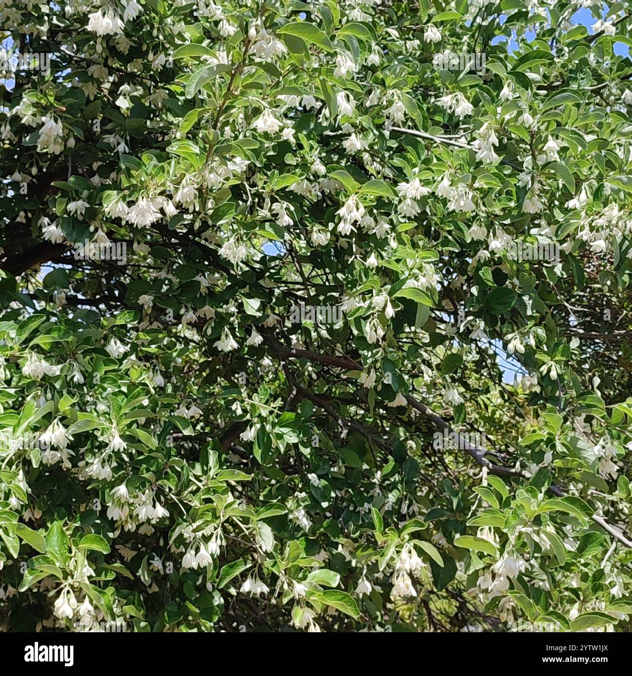 Snowdrop Bush (Styrax officinalis Stock Photo - Alamy