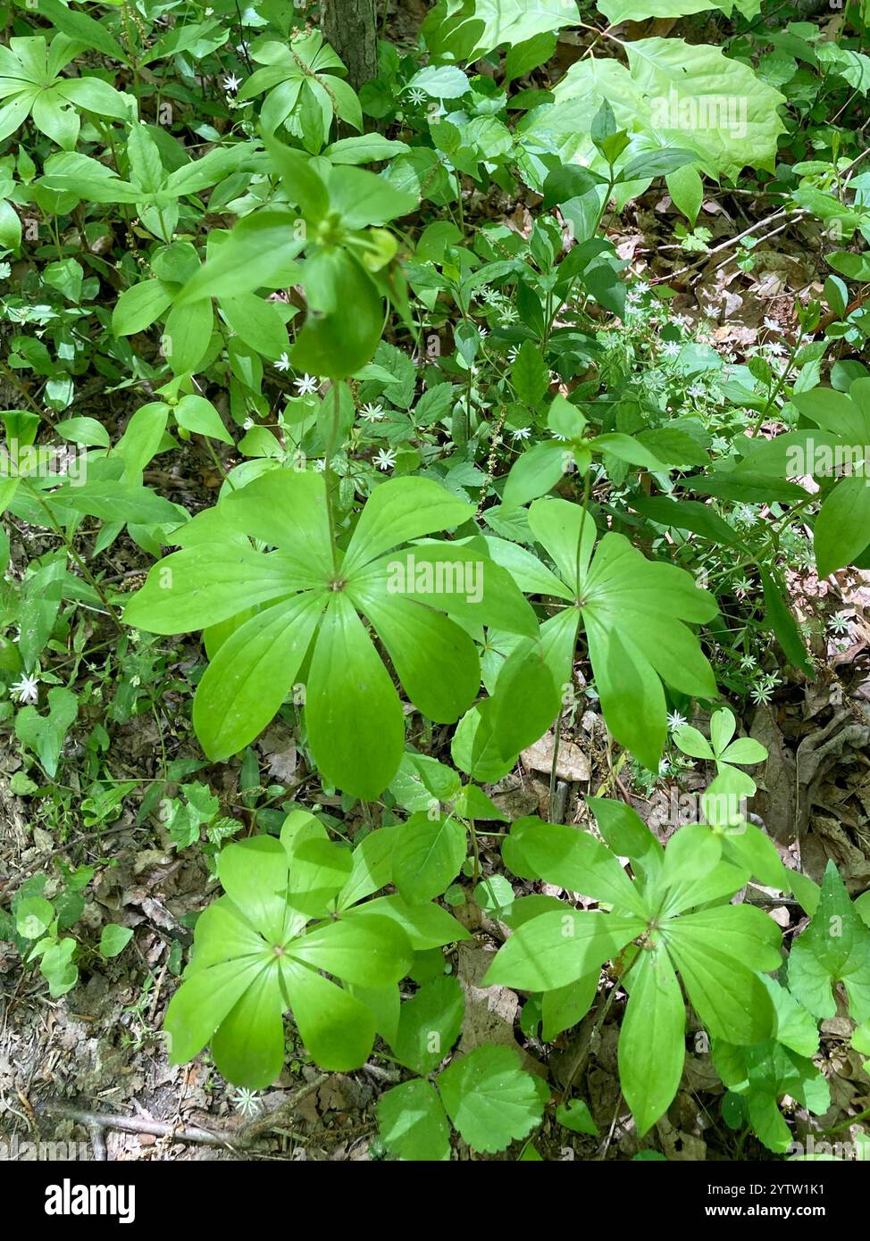 Cucumber Root (Medeola virginiana Stock Photo - Alamy