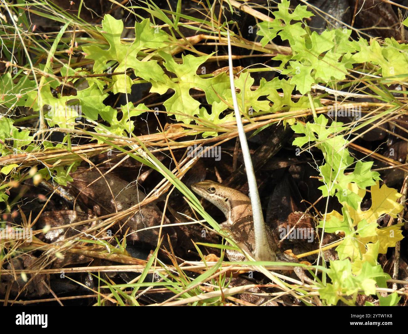 Variable Skink (Trachylepis varia Stock Photo - Alamy